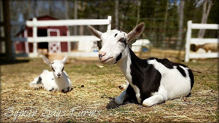 Moo - The one and Only - We Will Never Forget – Syman Says Farms